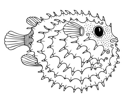 How To Draw A Realistic Puffer Fish
