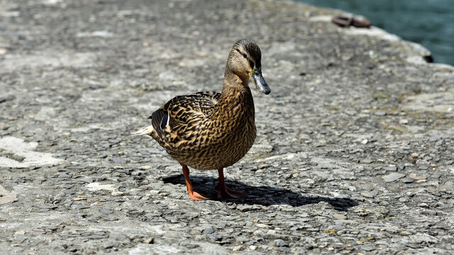 รูปภาพAnatra – เลือกดูภาพถ่ายสต็อก เวกเตอร์ และวิดีโอ7,039 | Adobe Stock