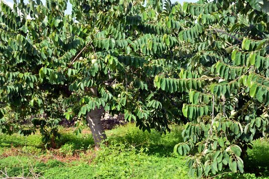 Arbol De Chirimoya