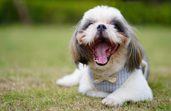 114 BEST Shisu IMAGES, STOCK PHOTOS & VECTORS | Adobe Stock