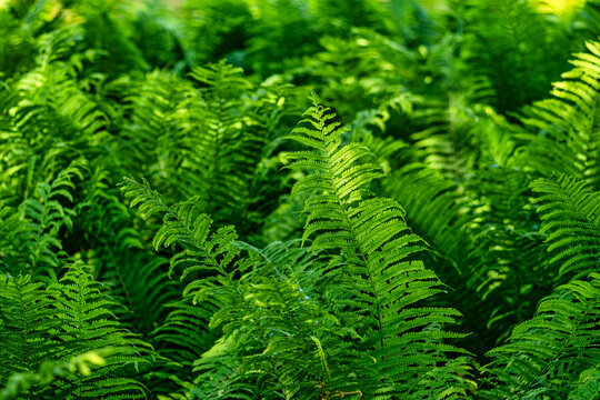Pteridopsida bilder – Bläddra bland 1,779 stockfoton, vektorer och ...