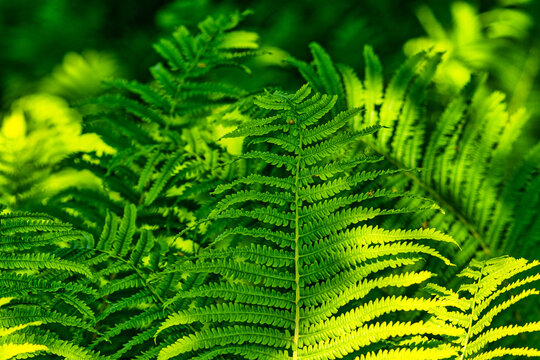 Pteridopsida bilder – Bläddra bland 1,779 stockfoton, vektorer och ...