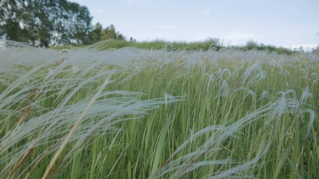 Hobble Images – Browse 15,231 Stock Photos, Vectors, and Video | Adobe ...