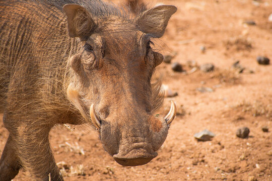 Pumba Images – Browse 1,559 Stock Photos, Vectors, and Video | Adobe Stock