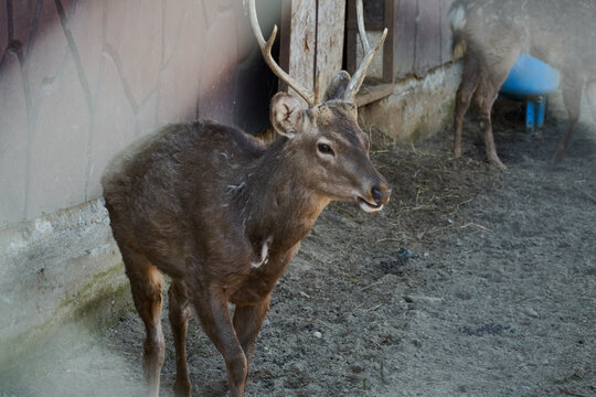 Hurt Zoo Animal Bilder – Durchsuchen 979 Archivfotos, Vektorgrafiken ...