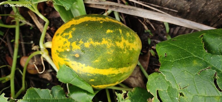 "Yellow Cucumber" Images – Browse 86 Stock Photos, Vectors, and Video ...