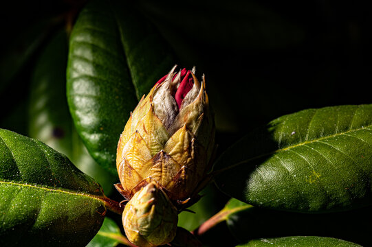 Planze Images – Parcourir 1,579 le catalogue de photos, vecteurs et ...