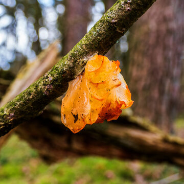 รูปภาพTrembler – เลือกดูภาพถ่ายสต็อก เวกเตอร์ และวิดีโอ300 | Adobe Stock