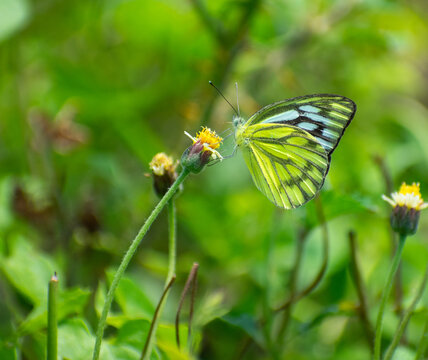 SWAGATAM photos, images, assets | Adobe Stock