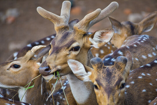 SWAGATAM photos, images, assets | Adobe Stock