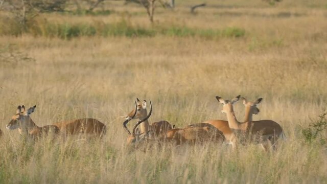 Kob Imagens – Procure 1,400 fotos, vetores e vídeos | Adobe Stock