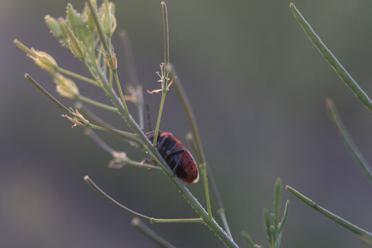Harpactorinae-Bilder: Stock-Fotos & -Videos. | Adobe Stock