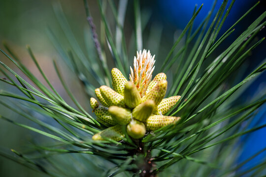 รูปภาพPinus – เลือกดูภาพถ่ายสต็อก เวกเตอร์ และวิดีโอ29,150 | Adobe Stock