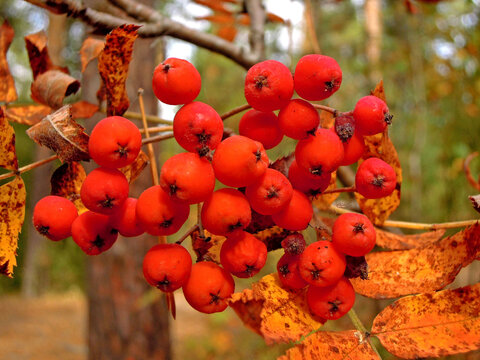 "Sorb Apple" Bilder – Durchsuchen 1,302 Archivfotos, Vektorgrafiken und ...