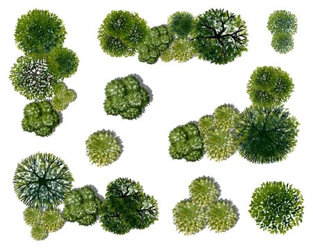 Evergreen Tree Plan View