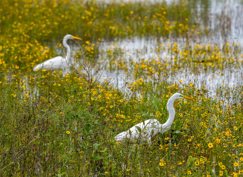 Erget Bilder – Durchsuchen 113 Archivfotos, Vektorgrafiken und Videos ...