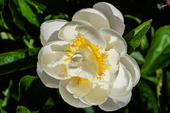 Pfingstblumen Bilder – Durchsuchen 141 Archivfotos, Vektorgrafiken und ...