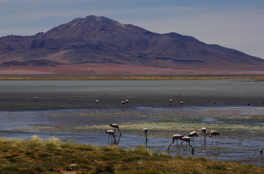 รูปภาพGeiser – เลือกดูภาพถ่ายสต็อก เวกเตอร์ และวิดีโอ1,192 | Adobe Stock