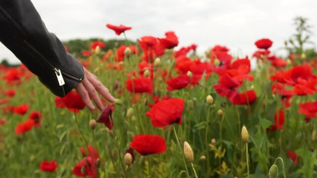"Poppies Background" - Images et vidéos libres de droits | Adobe Stock