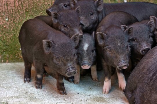 "Black Pigs" Bilder – Durchsuchen 502 Archivfotos, Vektorgrafiken und ...