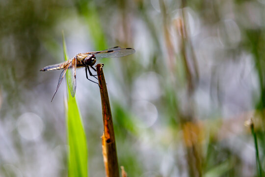 Imágenes de Libela: descubre bancos de fotos, ilustraciones, vectores y ...