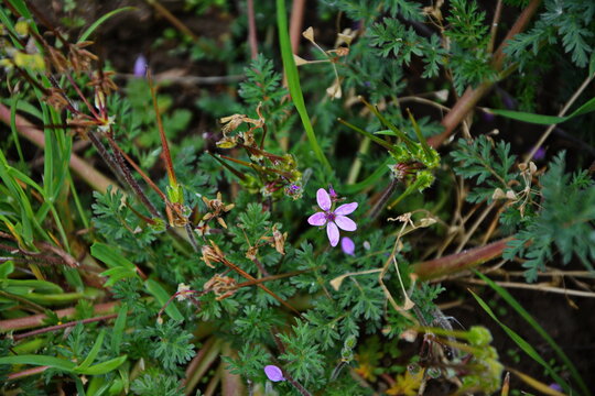 Pinwing Bilder – Durchsuchen 197 Archivfotos, Vektorgrafiken und Videos ...