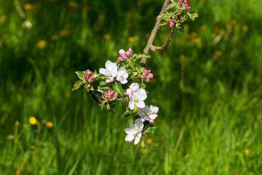 Renette 이미지 – 찾아보기 222 스톡 사진, 벡터 및 비디오 | Adobe Stock