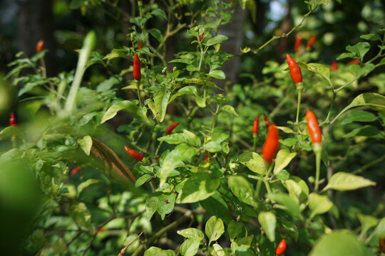 Cili Images – Browse 353 Stock Photos, Vectors, and Video | Adobe Stock