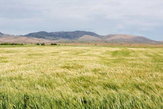 รูปภาพGrass-Land – เลือกดูภาพถ่ายสต็อก เวกเตอร์ และวิดีโอ3,500 | Adobe ...