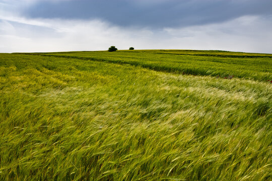 รูปภาพGrass-Land – เลือกดูภาพถ่ายสต็อก เวกเตอร์ และวิดีโอ3,435 | Adobe ...
