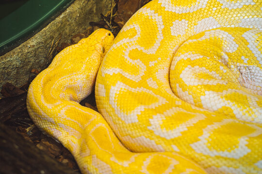 "Golden Yellow Python" Images – Browse 7 Stock Photos, Vectors, and ...
