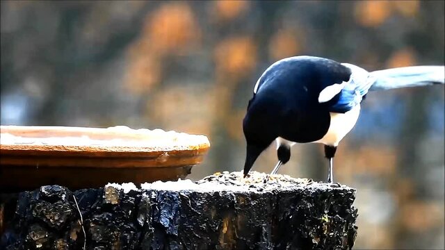 Elstern Bilder – Durchsuchen 37,605 Archivfotos, Vektorgrafiken und ...