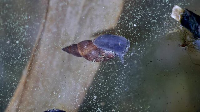 Afbeeldingen over "Water Snail" – Blader in stockfoto's, vectoren en ...