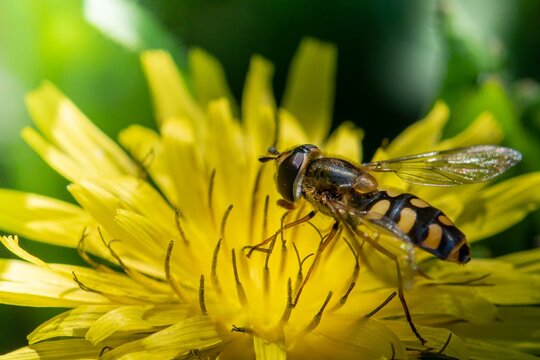 Imágenes de Sirfide: descubre bancos de fotos, ilustraciones, vectores ...