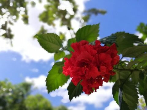 "Shoe Flower" Bilder – Durchsuchen 11,056 Archivfotos, Vektorgrafiken ...