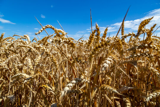 รูปภาพHartweizen – เลือกดูภาพถ่ายสต็อก เวกเตอร์ และวิดีโอ2,076 | Adobe ...