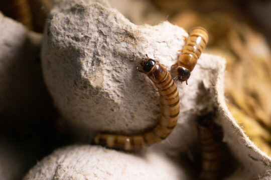 Superworms Images – Browse 424 Stock Photos, Vectors, and Video | Adobe ...