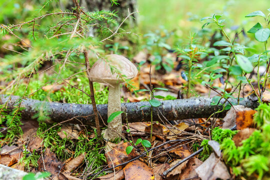 Wald-Champignon Bilder – Durchsuchen 2,964 Archivfotos, Vektorgrafiken ...