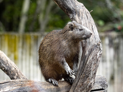 Jutia Bilder – Durchsuchen 228 Archivfotos, Vektorgrafiken und Videos ...