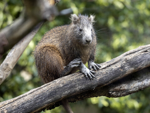 Jutia Bilder – Durchsuchen 228 Archivfotos, Vektorgrafiken und Videos ...