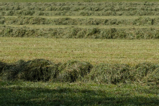 Afbeeldingen over "Drying Hay" – Blader in stockfoto's, vectoren en ...