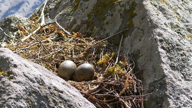 seagull nest