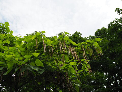"Cigar Tree" Images – Browse 206 Stock Photos, Vectors, and Video ...