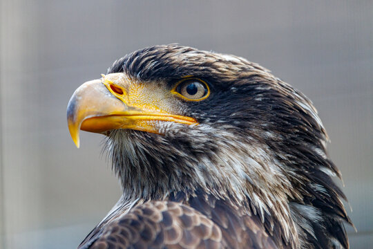 Arend bilder – Bläddra bland 273 stockfoton, vektorer och videor ...