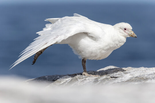 "Snowy Sheathbill" Images – Browse 472 Stock Photos, Vectors, and Video ...