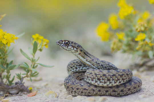 「Viperinae」の画像 - 2,316 件の Stock 写真、ベクターおよびビデオ | Adobe Stock