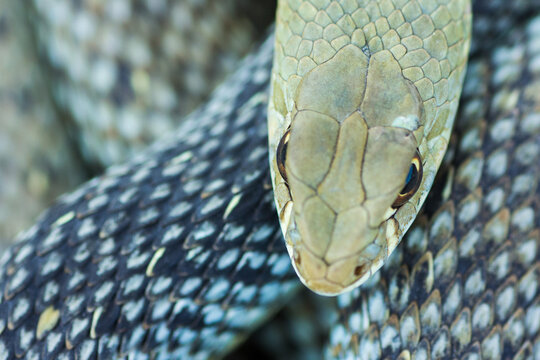 Imagens de Viperinae – Explore Fotografias do Stock, Vetores e Vídeos ...