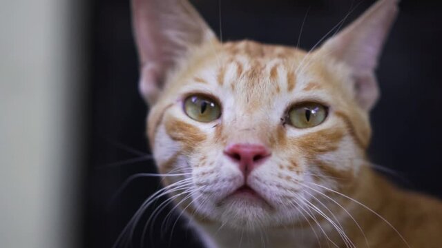 รูปภาพBilli – เลือกดูภาพถ่ายสต็อก เวกเตอร์ และวิดีโอ340 | Adobe Stock