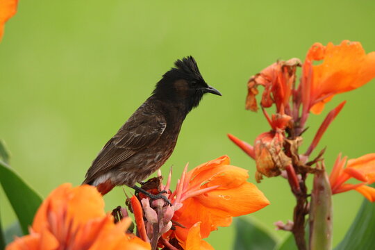 Imágenes de "Bul Bul": descubre bancos de fotos, ilustraciones ...