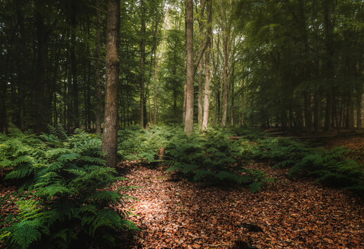 รูปภาพShing – เลือกดูภาพถ่ายสต็อก เวกเตอร์ และวิดีโอ1,468 | Adobe Stock